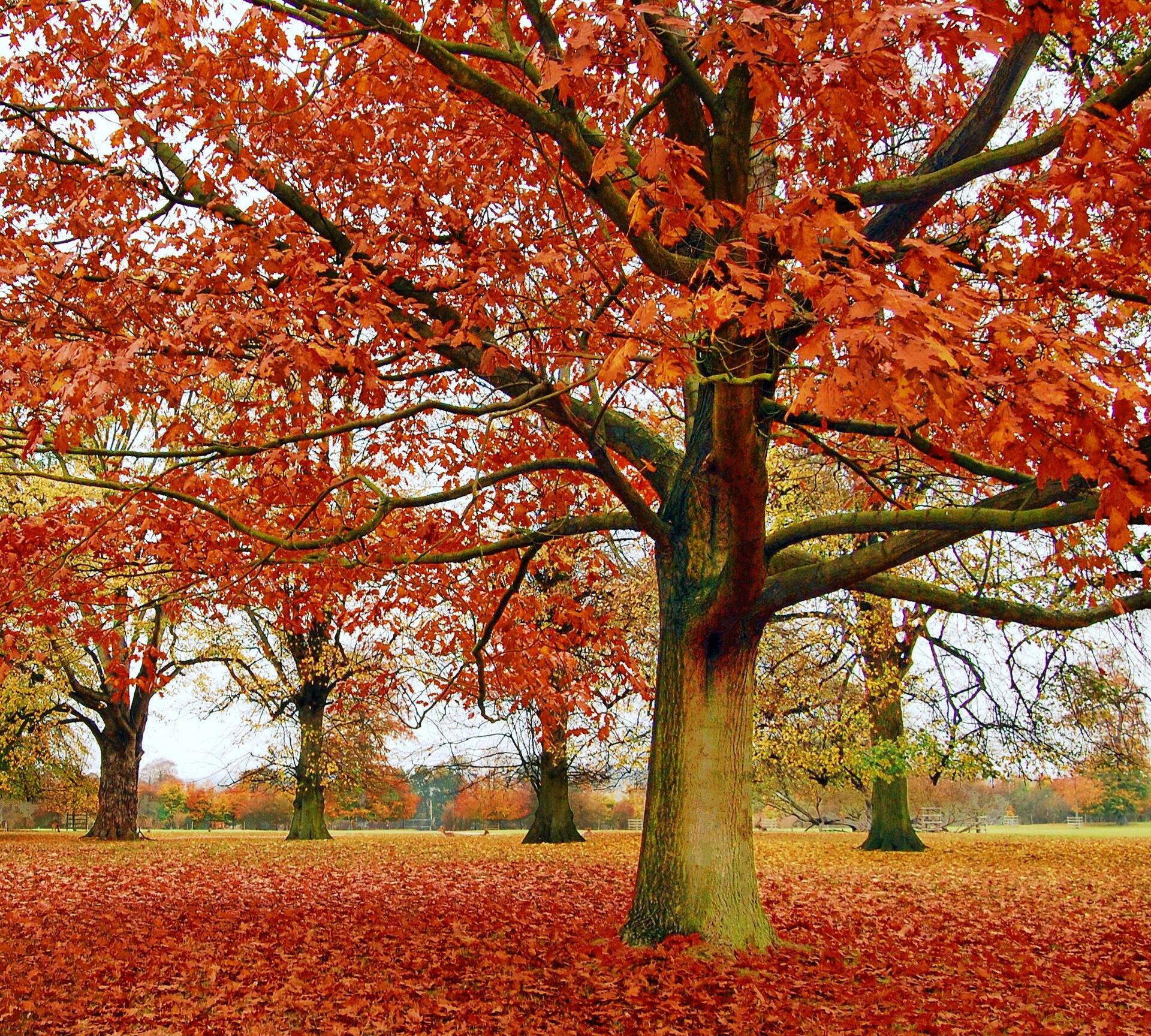 Places To See New England Fall Foliage In Around Boston Go City places-to-see-new-england-fall-foliage-in-around-boston-go-city