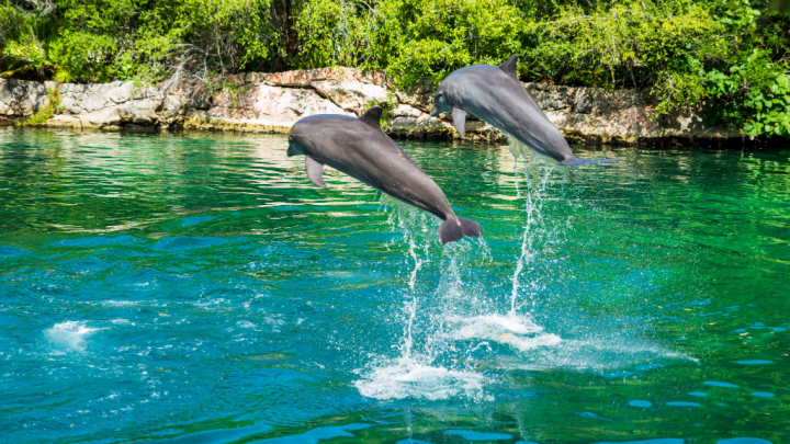 Guide to Xel-ha Park | Go City®